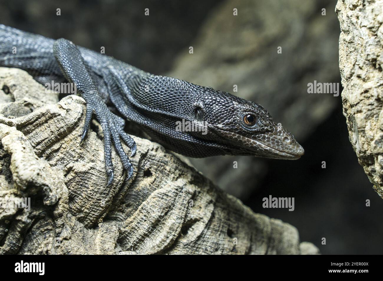 Black tree monitor (Varanus beccarii), captive, Germany, Europe Stock ...