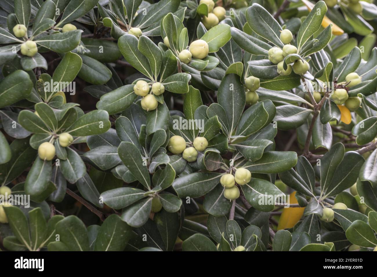 Japanese Pittosporum tobira (Pittosporum tobira), Sicily, Italy, Europe ...