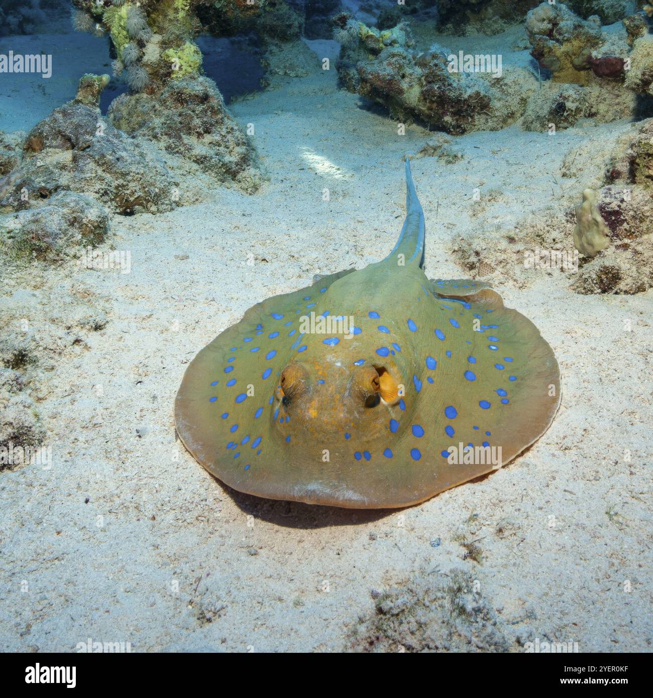 Underwater photo of blue spotted stingray (Taeniura lymma) Blue spotted ...