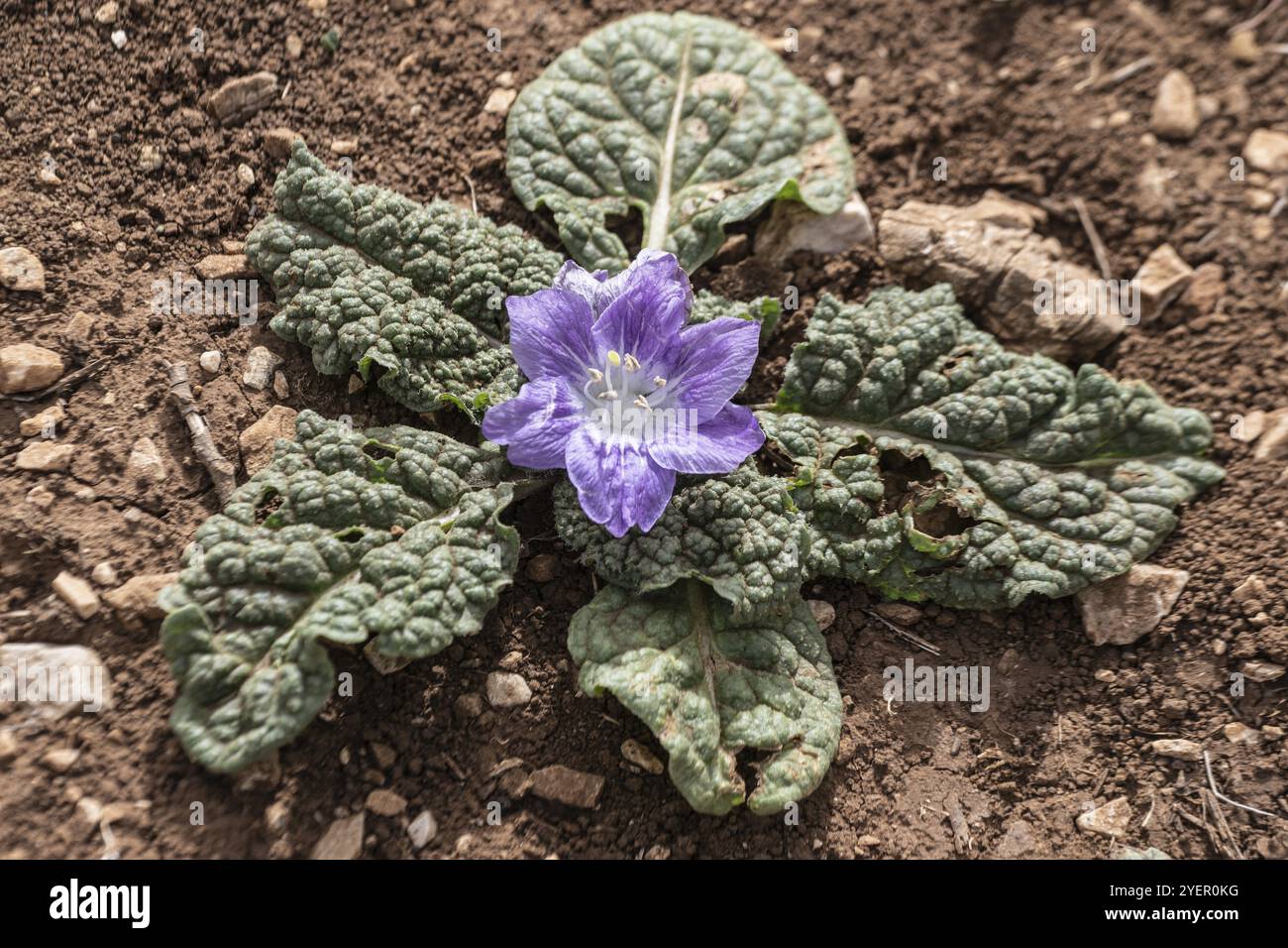 Mandrake root (Mandragora officinarum), Sicily, Italy, Europe Stock ...