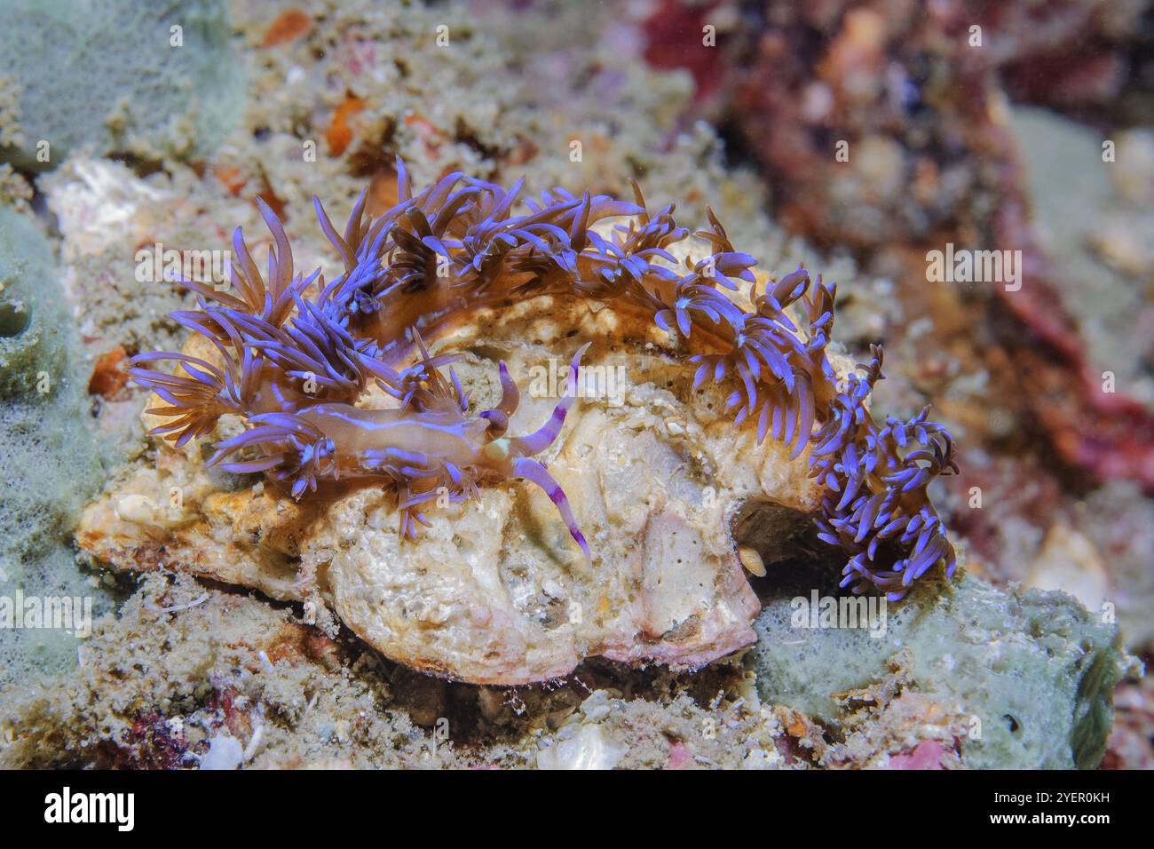 Underwater photo of thread snail blue dragon (Pteraeolidia semperi ...