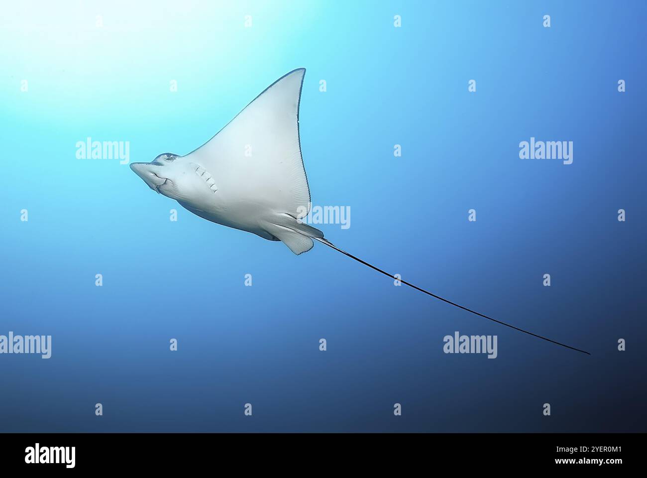 Underwater photo of underside of eagle ray (Myliobatis aquila) with ...