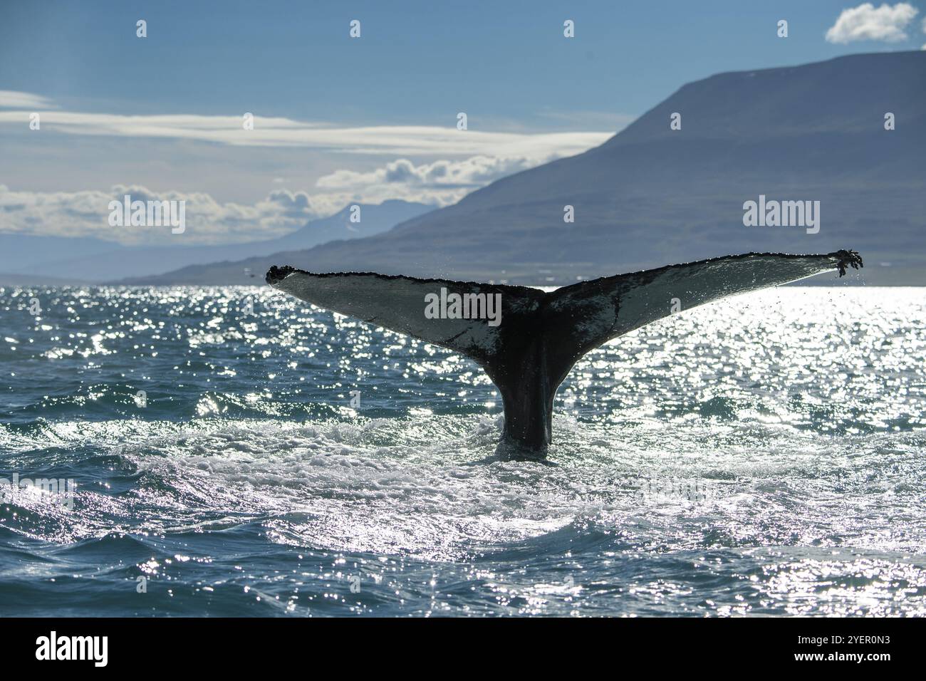 Whale fluke rising from the water against a mountain backdrop ...