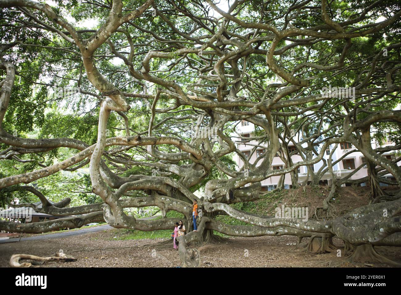 Ancient, cross-grown birch fig (Ficus benjamina) in Kandy, Central ...
