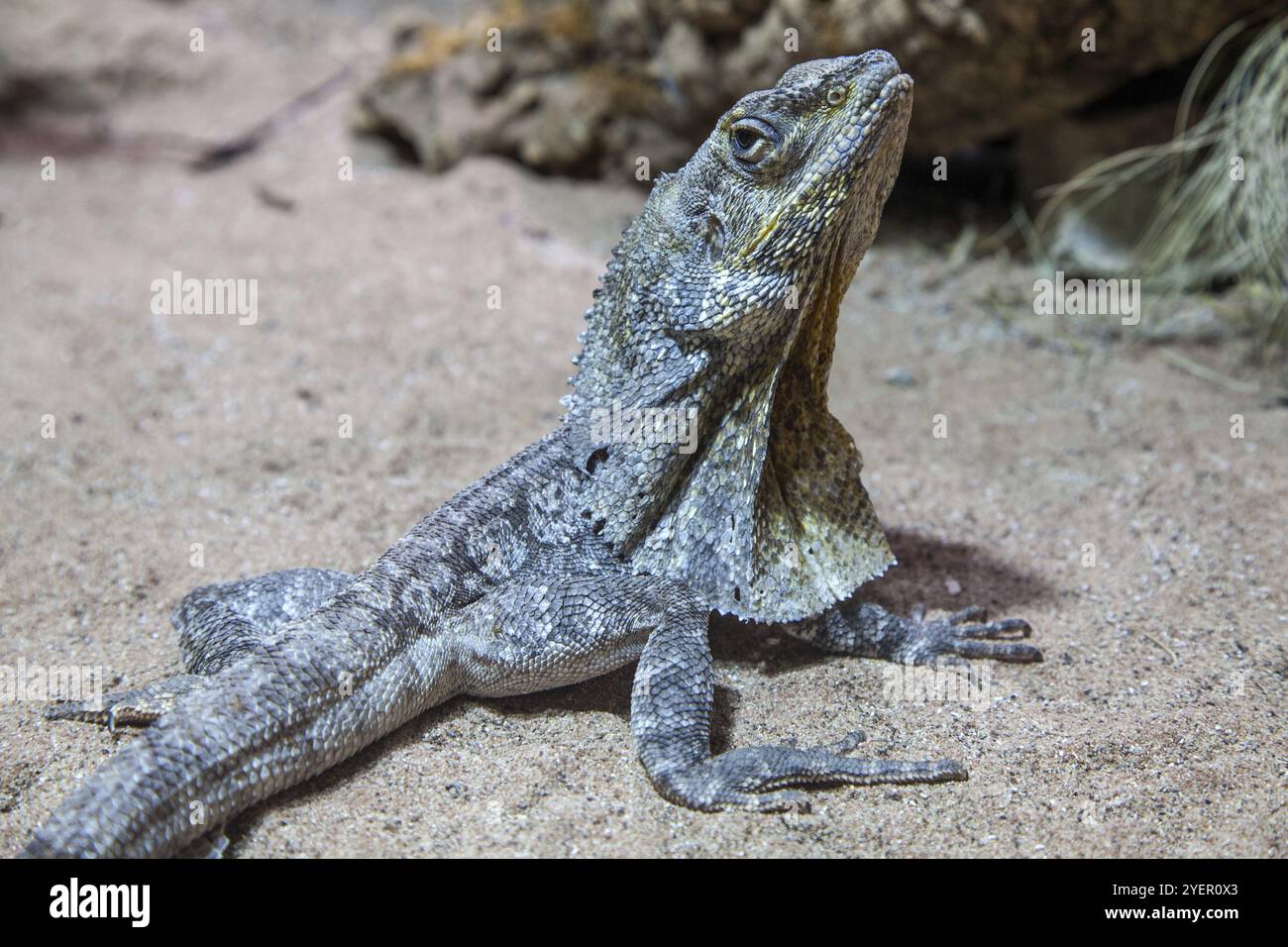 Collar lizard (Chlamydosaurus kingii), captive, Germany, Europe Stock ...