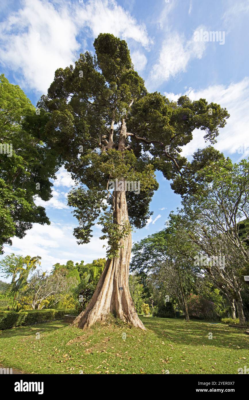 Durian tree (Durio zibethinus) in the Royal Botanic Gardens, Kandy ...