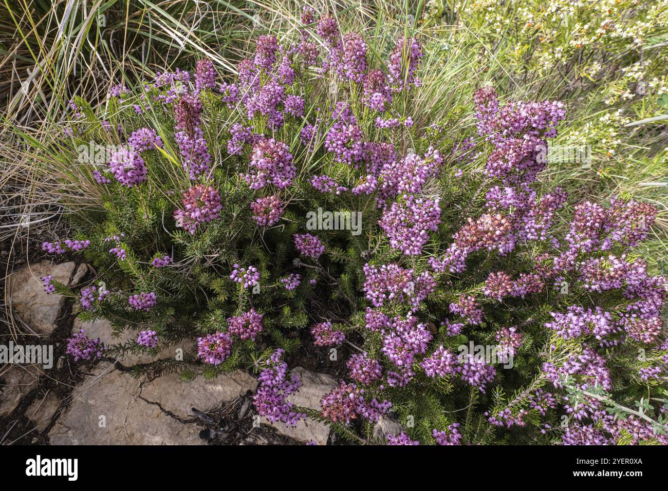 Mediterranean Heather (Erica multiflora), Sicily, Italy, Europe Stock ...
