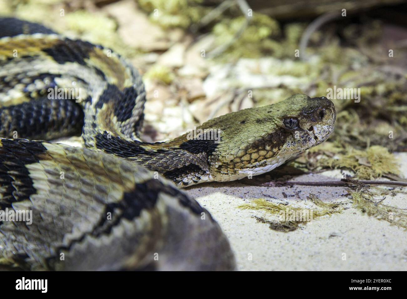 Forest rattlesnake (Crotalus horridus), captive, Germany, Europe Stock ...