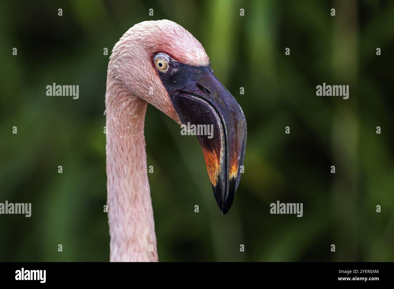 Birds head flamingo looks in hi-res stock photography and images - Alamy