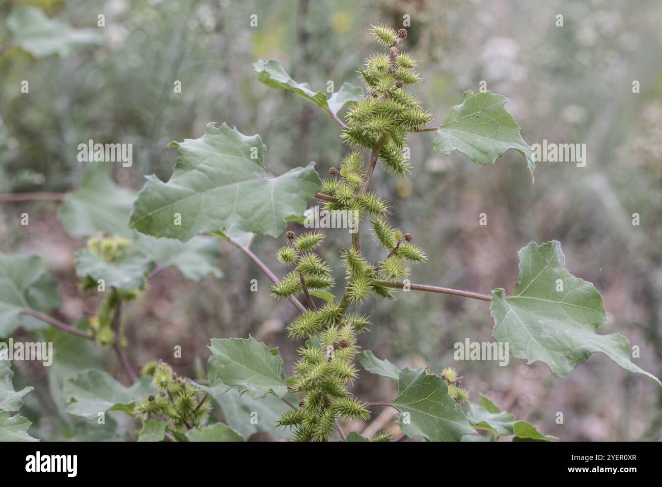 Common cocklebur hi-res stock photography and images - Alamy