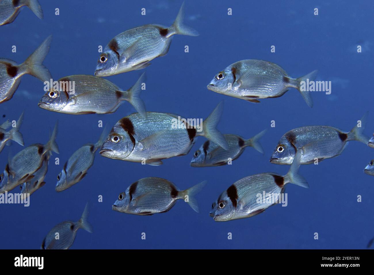 Underwater photo of Small shoal of two-banded seabream (Diplodus ...