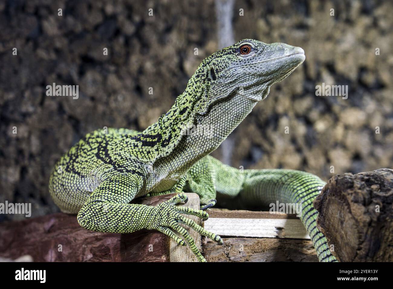 Reisinger's tree monitor (Varanus reisingeri), captive, Germany, Europe ...