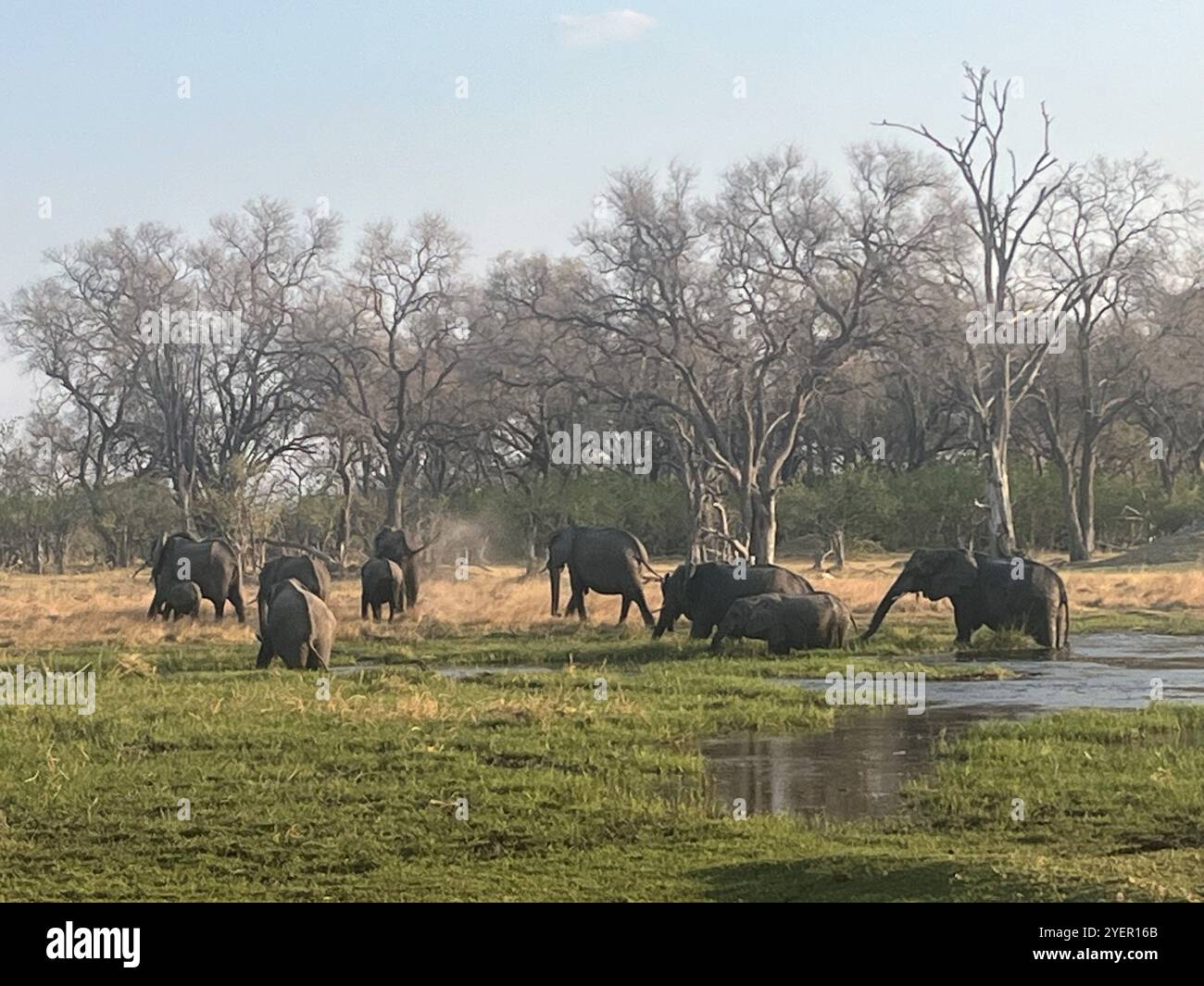 Okavango Delta, Botswana. 04th Oct, 2024. A herd of elephants in the ...
