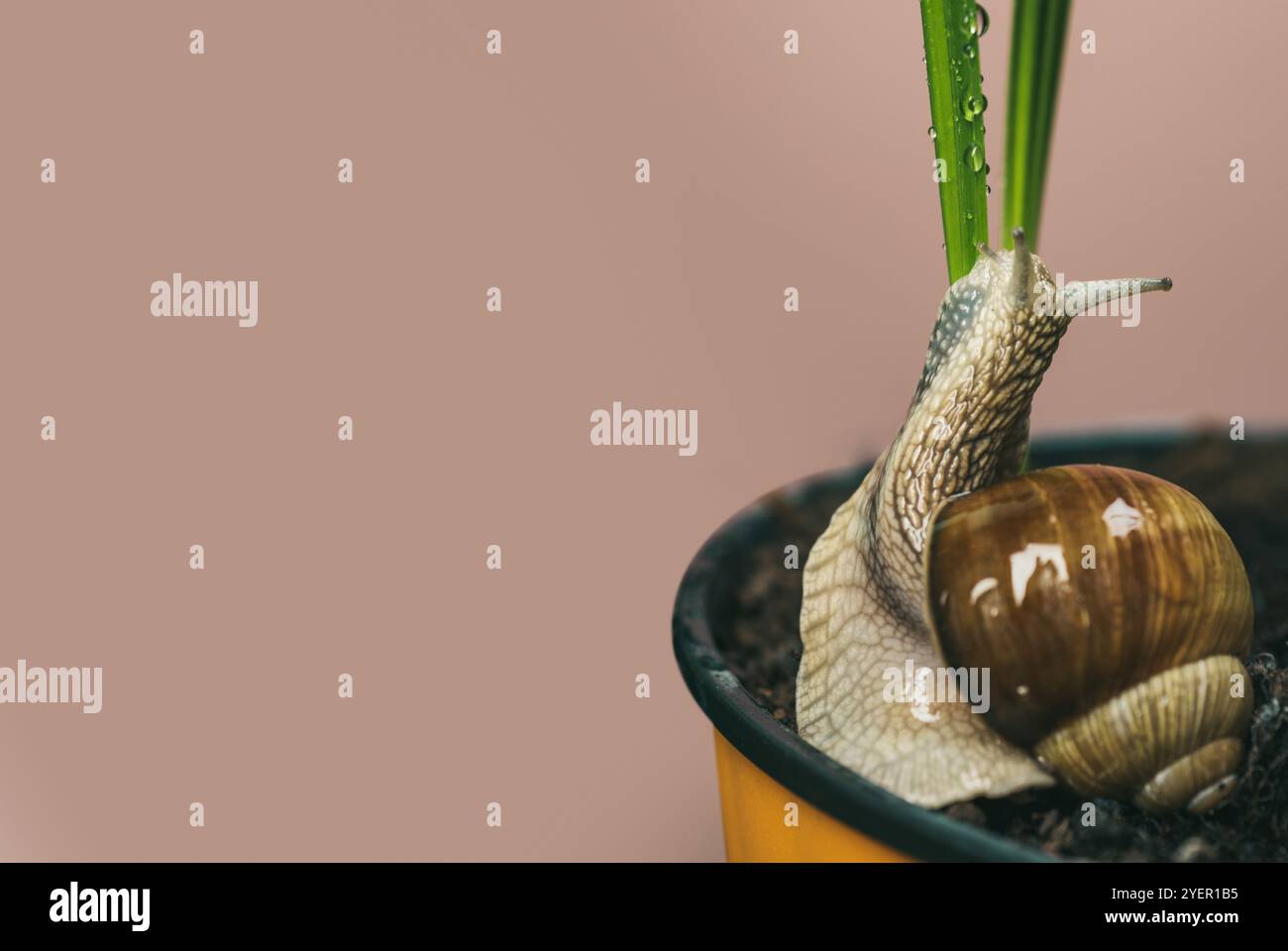 Cute snail near green plant. Natural remedies. Adorable snail close up ...