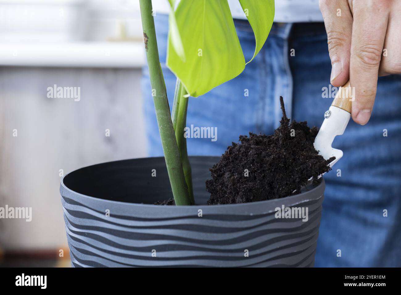 Transplanting home potted plant monstera into new pot. Waking Up Indoor ...