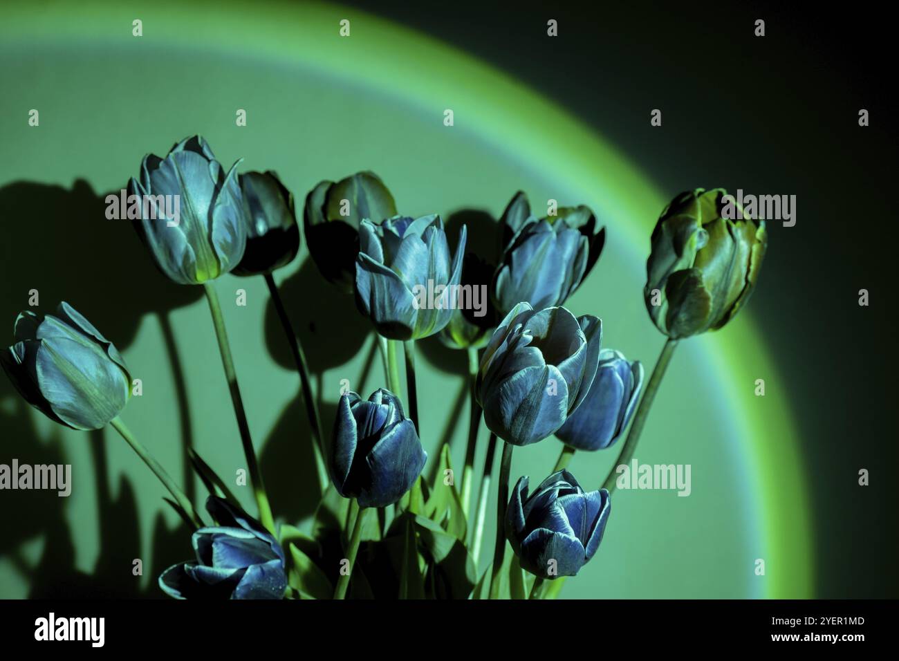 Pink colored tulip flower in neon light on green gradient background in ...