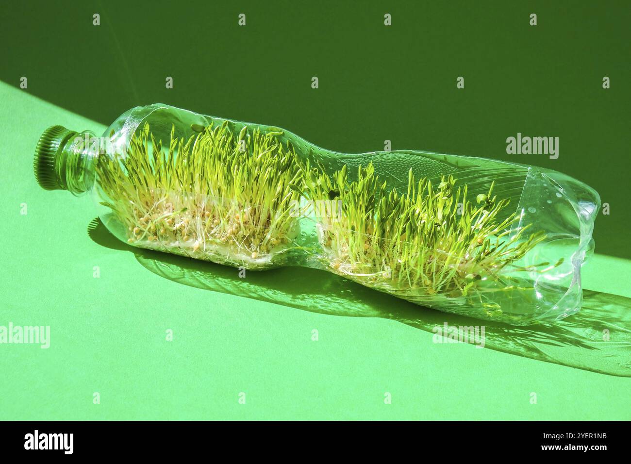 Young green plants in plastic bottle. Ecology and Environmental ...