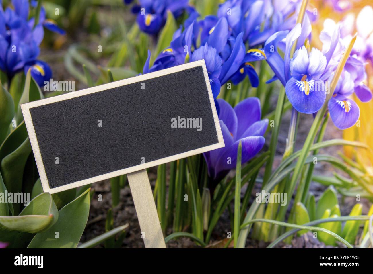 Empty mockup template Blackboard label against Bright colorful spring ...