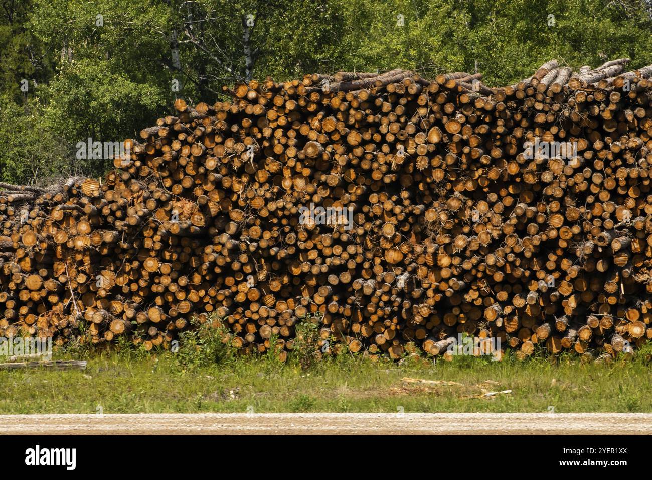 A large pile of logs is seen stockpiled in a forest clearing ...