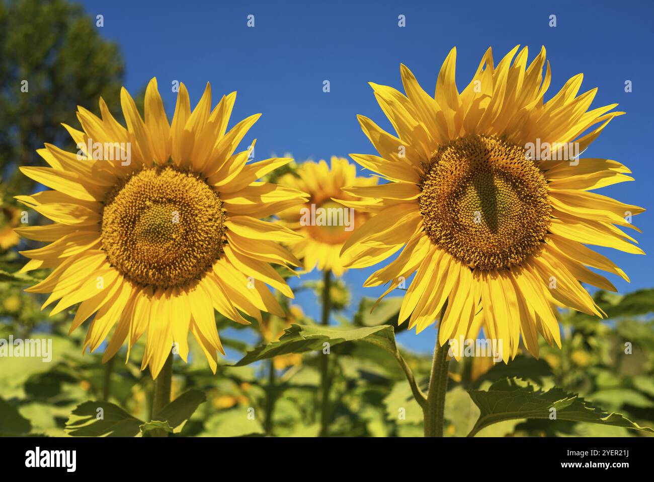Sunflower field scenery hi-res stock photography and images - Alamy