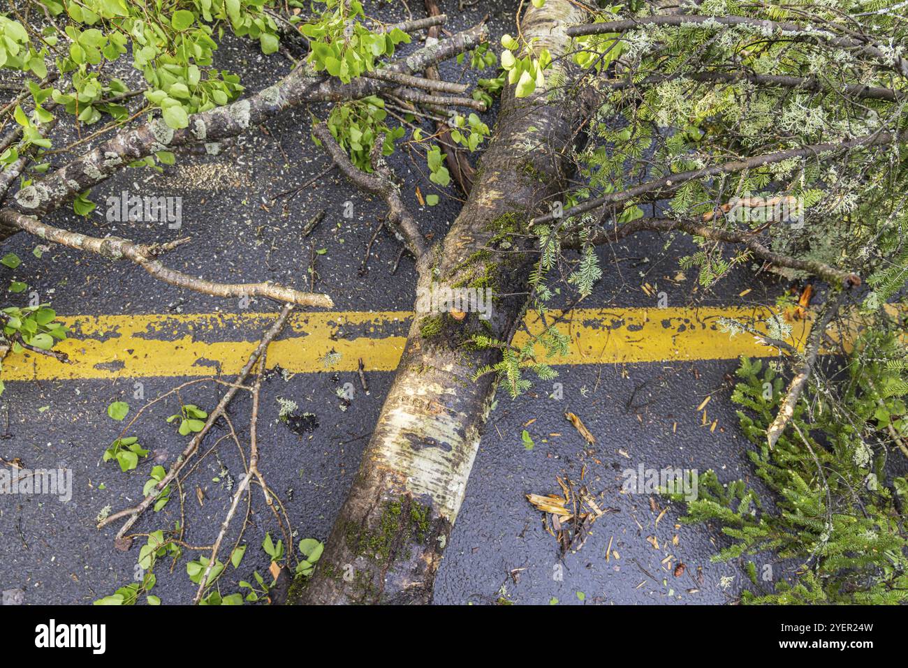 Tree down across road hi-res stock photography and images - Alamy