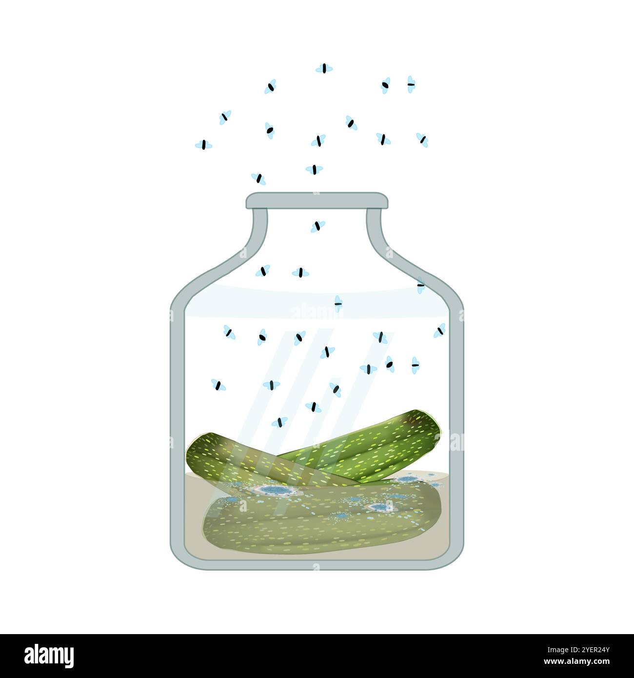 Fruit flies and spoiled pickled cucumber jar. Drosophila melanogaster ...