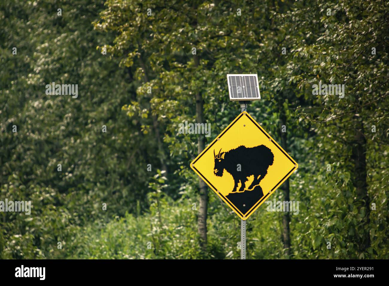 Mountain Goat crossing sign with small solar panel, Warning yellow ...
