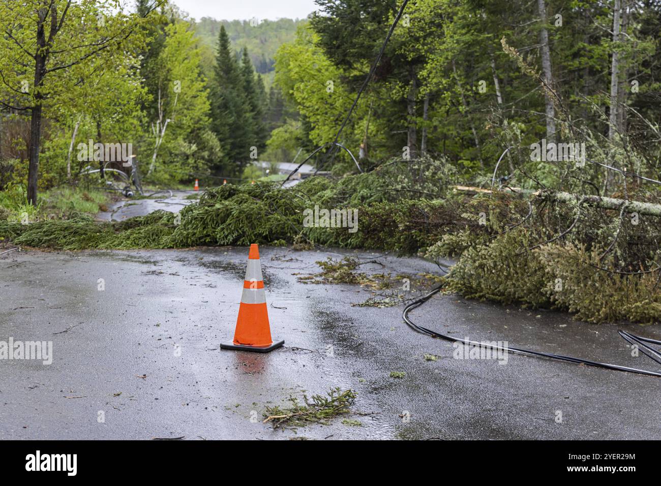 Rural road as raging tempest brings total destruction, uprooting trees ...