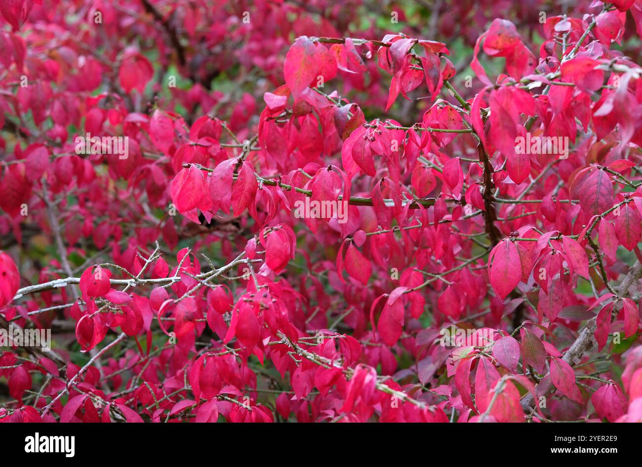 Burning bush plant hi-res stock photography and images - Alamy