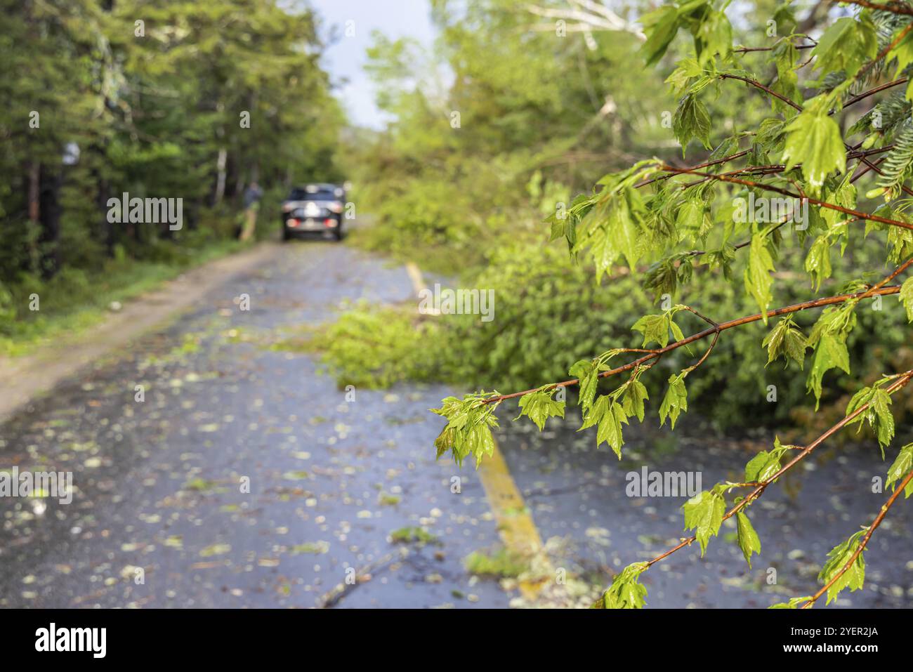 Rubble branches after storm hi-res stock photography and images - Alamy