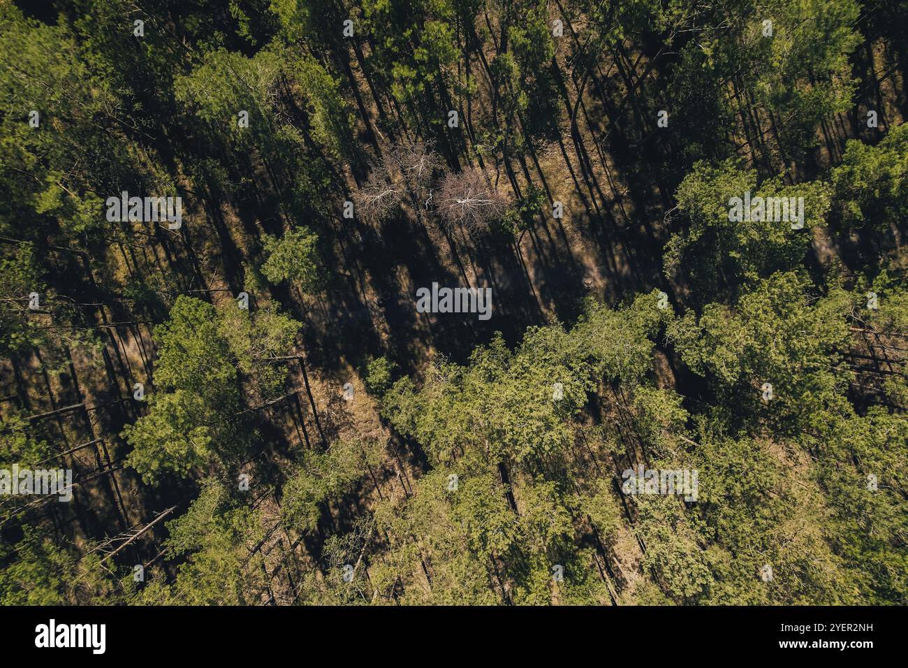 Aerial view of forest tree tops top view. Drone shot over spruce ...