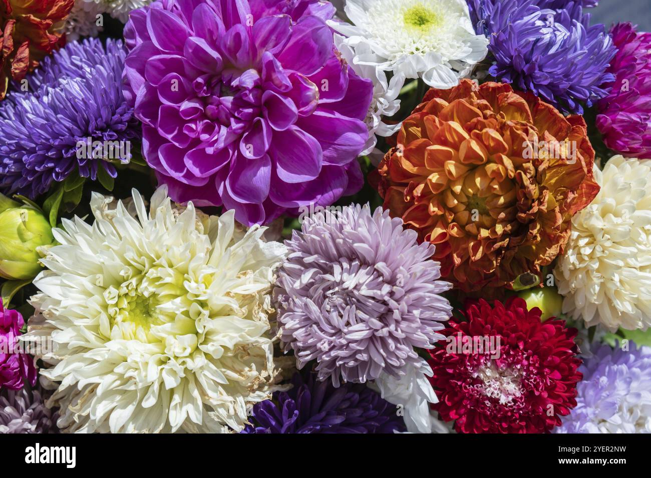 Mixed color flowers bouquet background. Pink white and violet flowers ...