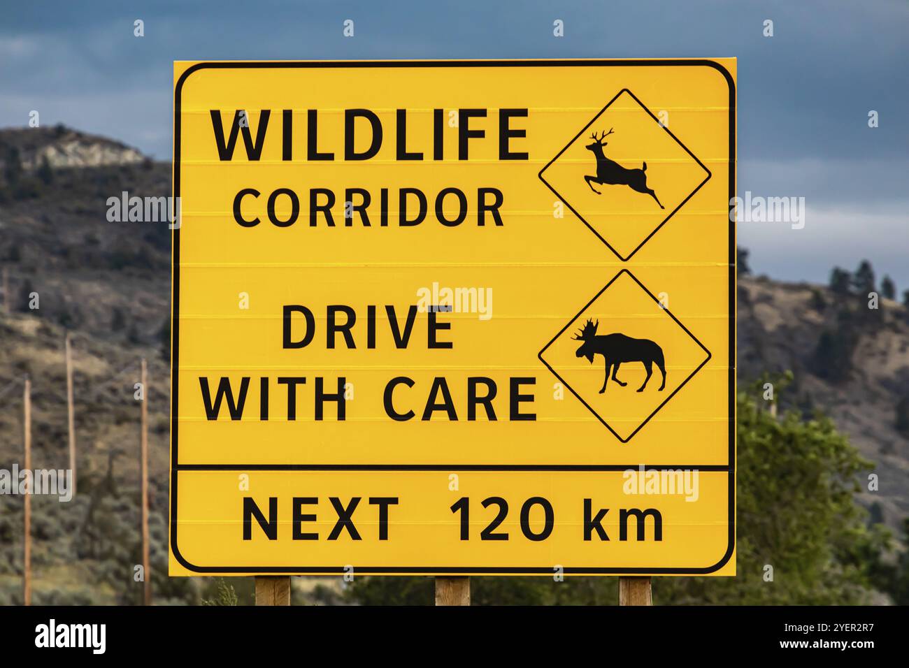 Big yellow warning road Sign, closes up view, wildlife corridor, drive ...