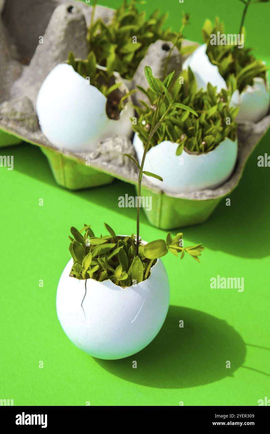 Plants growing in cardboard boxes hi-res stock photography and images ...