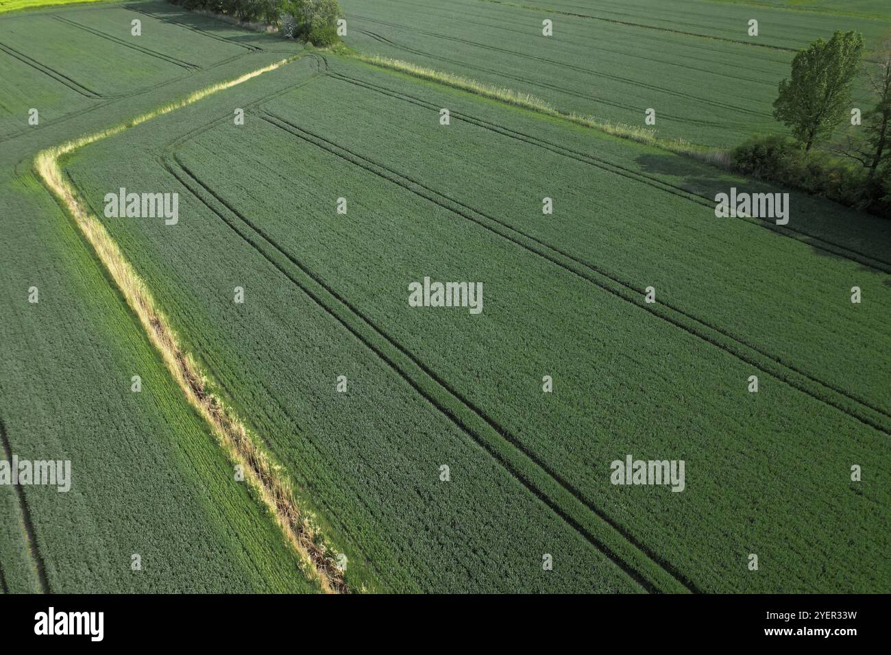 Aerial view Geometrical top view of green wheat corn field. Flying view ...