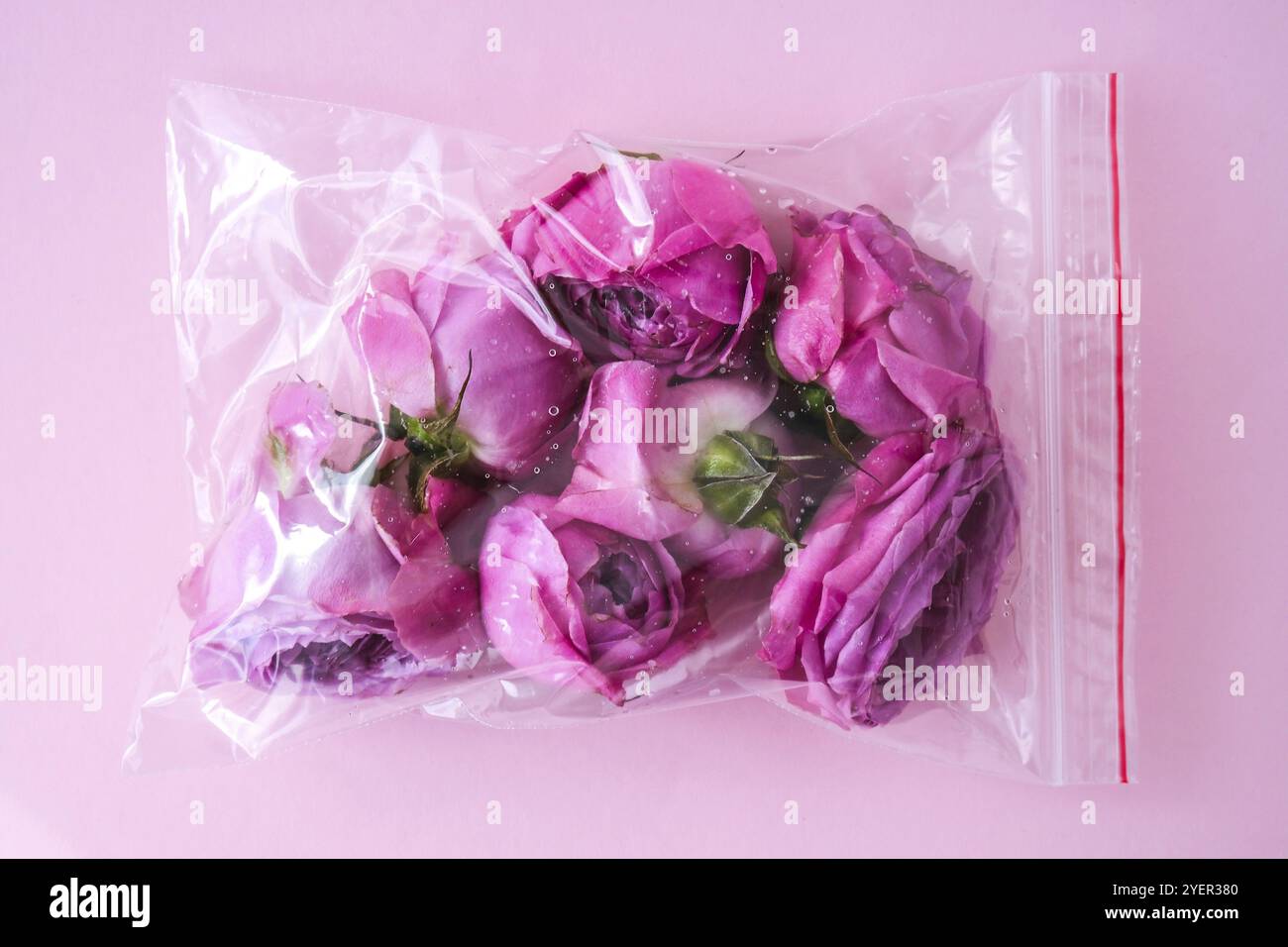 Environmental pollution concept. Flower in a plastic bag. Danger ...