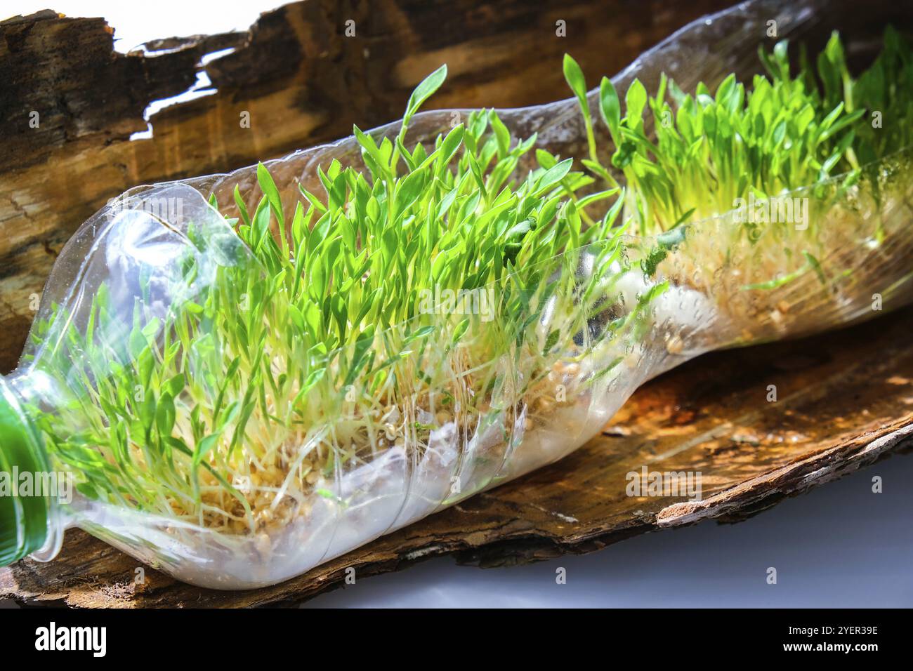 Plastic pollution tree hi-res stock photography and images - Alamy