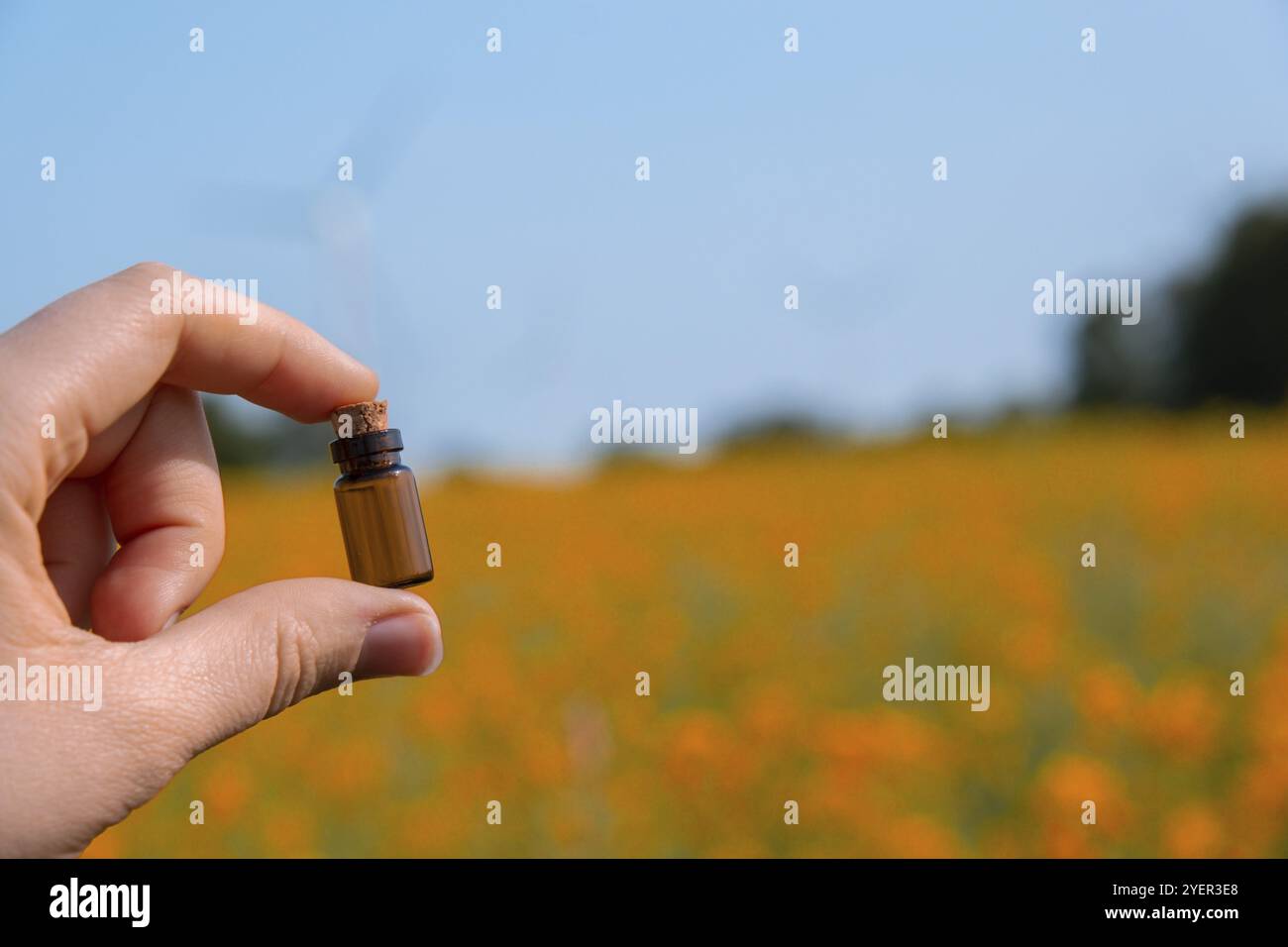Hand holding test tube with liquid on background of canola flowers ...