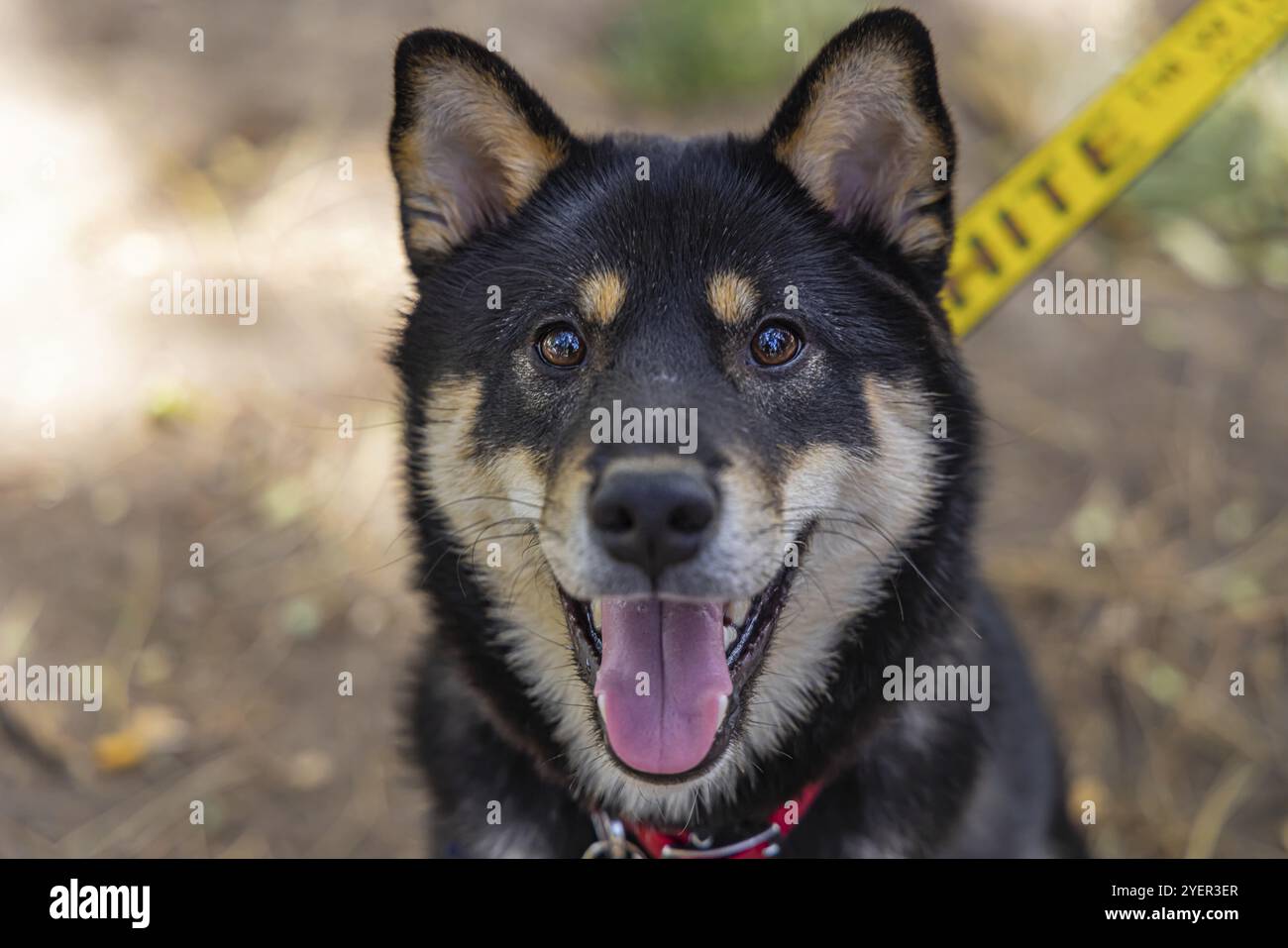 Closeup and front headshot of a healthy black and tan Shiba Inu pet dog ...