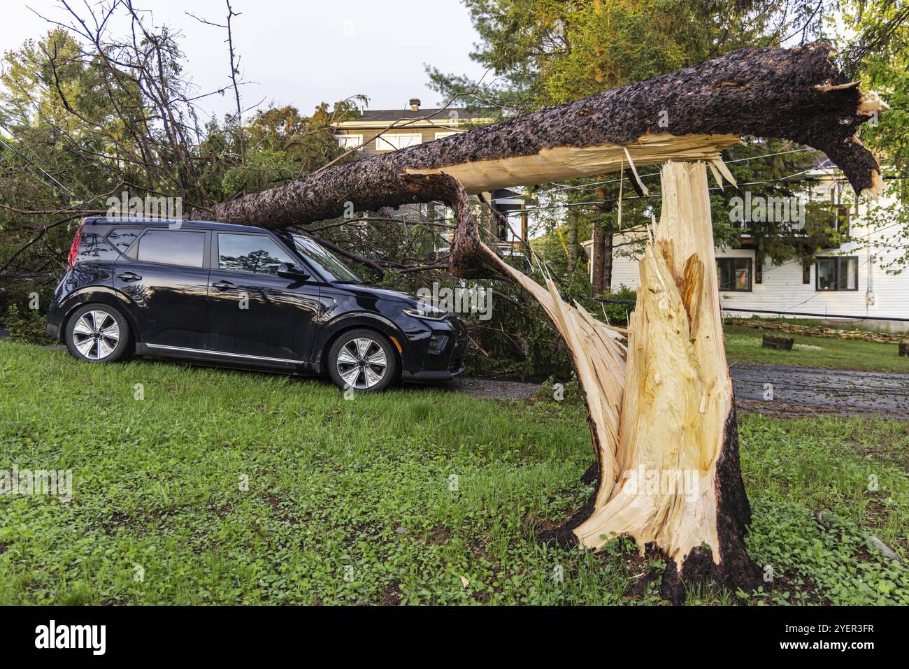 A severed tree is seen laying atop of damaged family car in driveway ...