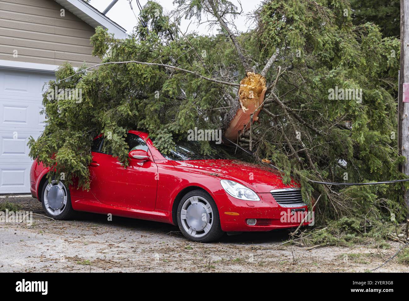Red car wreckage underneath a mature pine tree after storm brings ...