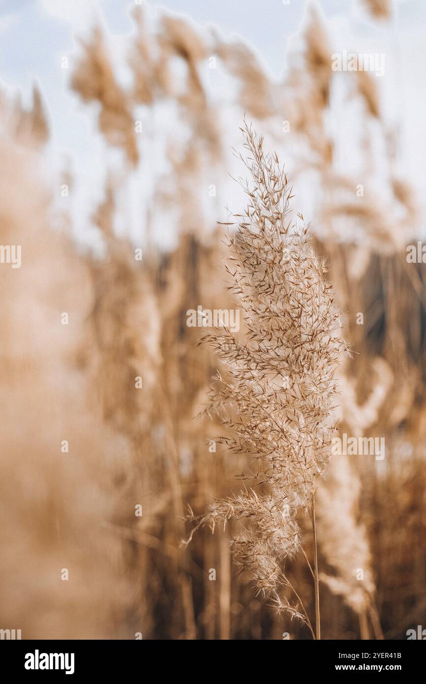 Reed colors hi-res stock photography and images - Alamy