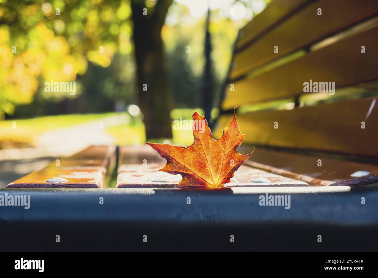 Colorful falling autumn leaves in wooden bench. View through the autumn ...