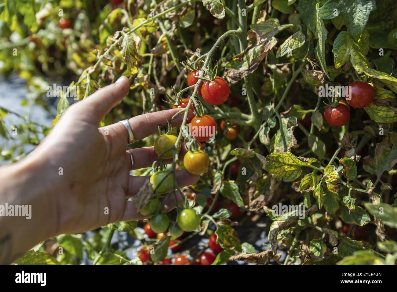 Heirloom organic cherry tomato plant, close up shot of farmer's hand holding a cluster of red ...