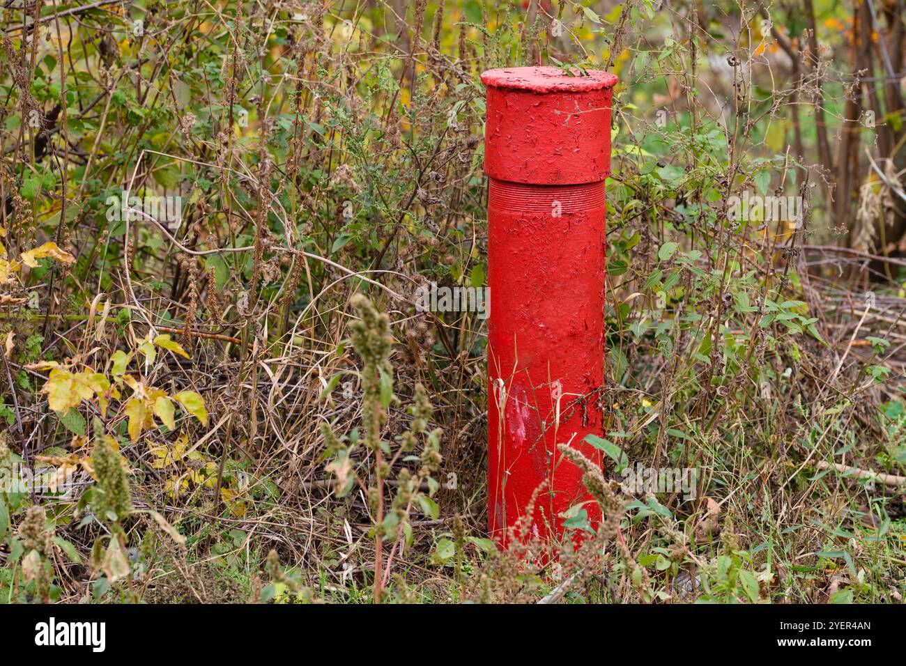 Small red weed hi-res stock photography and images - Alamy