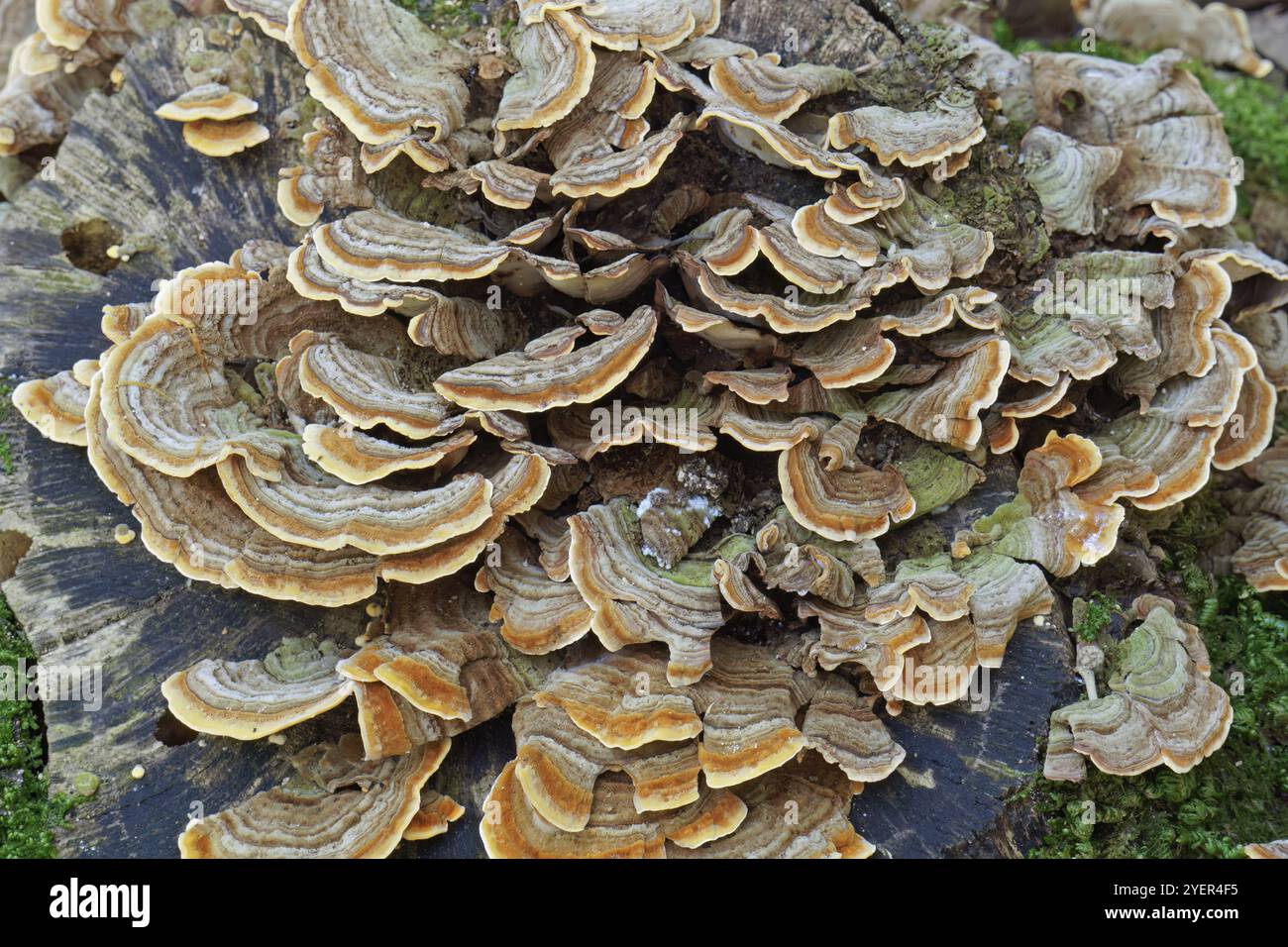 group of pale specimens of turkey tail mushrooms, Trametes versicolor ...
