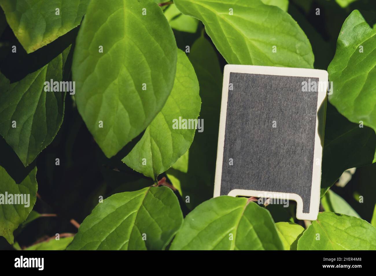 Blank Black billboard against green lemongrass leaves garden. Empty ...