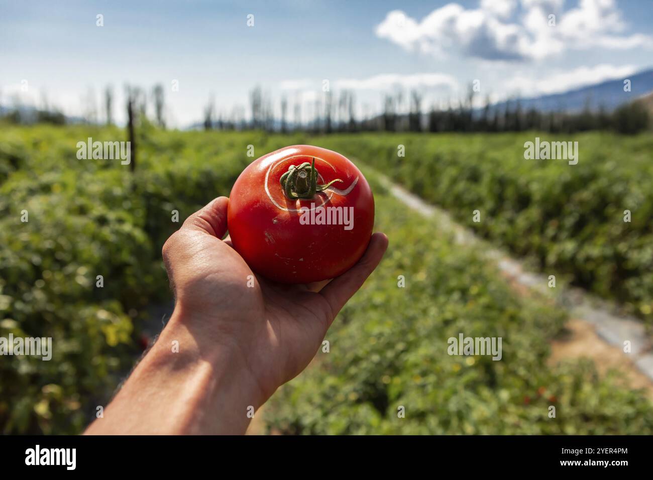 Field tomato open hi-res stock photography and images - Alamy