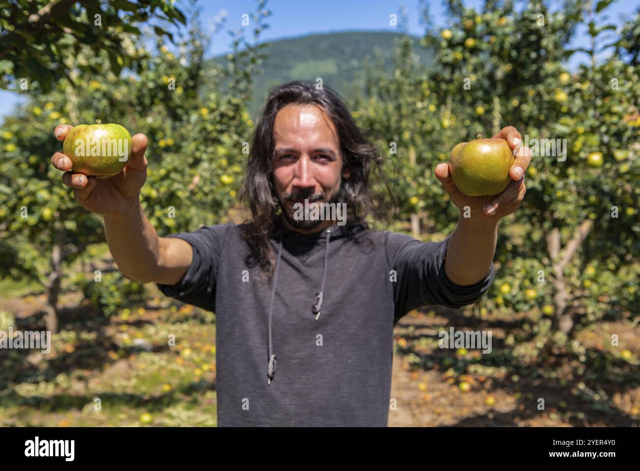 Selective focus on two ripe and fresh green apples held by a happy ...