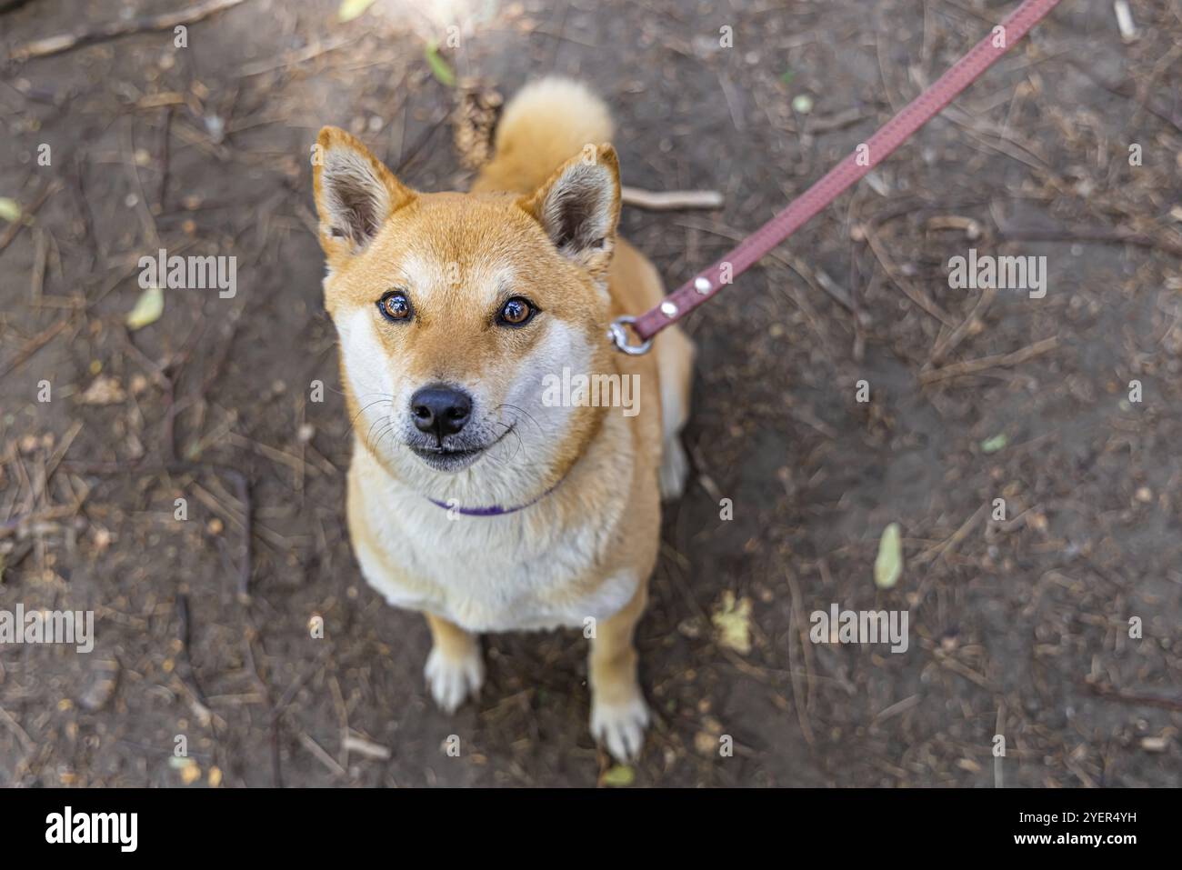 High angle portrait of a red Shiba Inu dog on a leash sitting outdoor ...